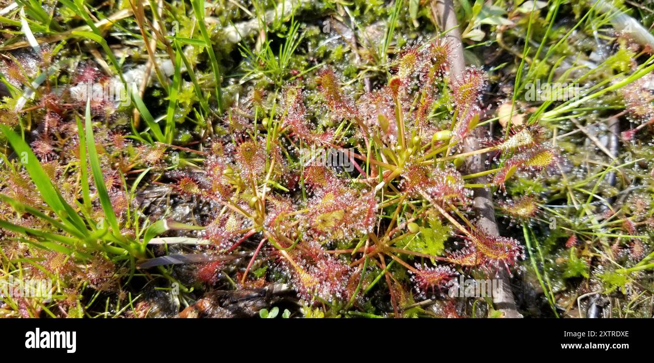 spoonleaf sundew (Drosera intermedia) Plantae Stock Photo - Alamy