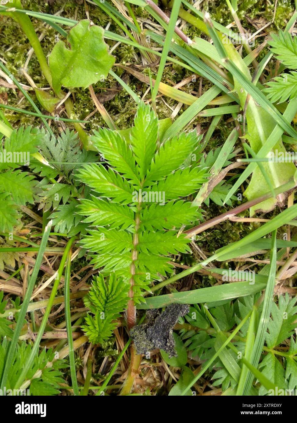 common silverweed (Argentina anserina) Plantae Stock Photo - Alamy