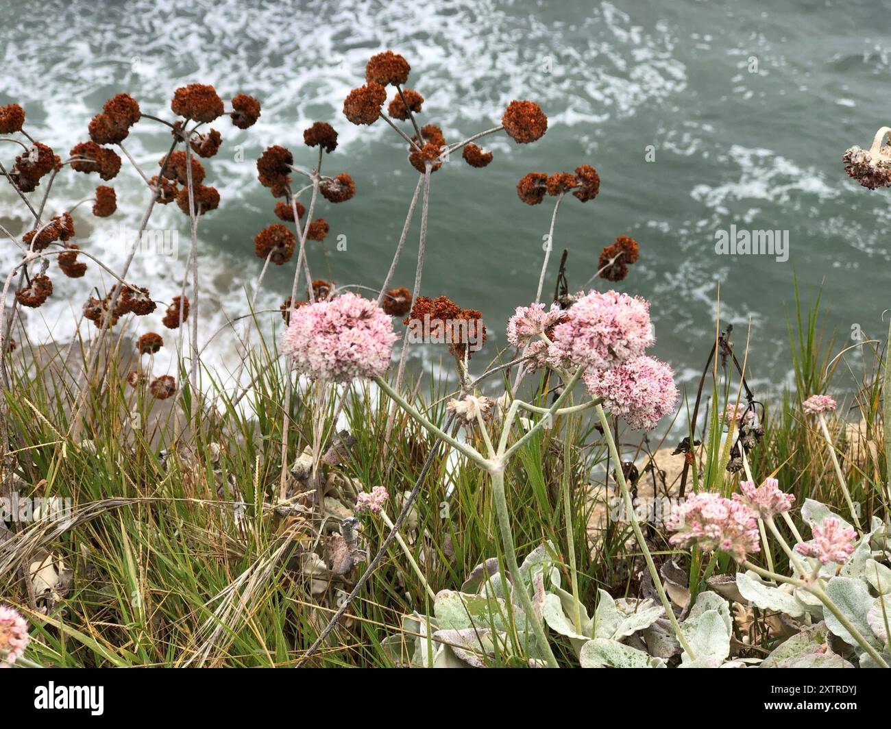 Seaside Buckwheat (Eriogonum latifolium) Plantae Stock Photo - Alamy