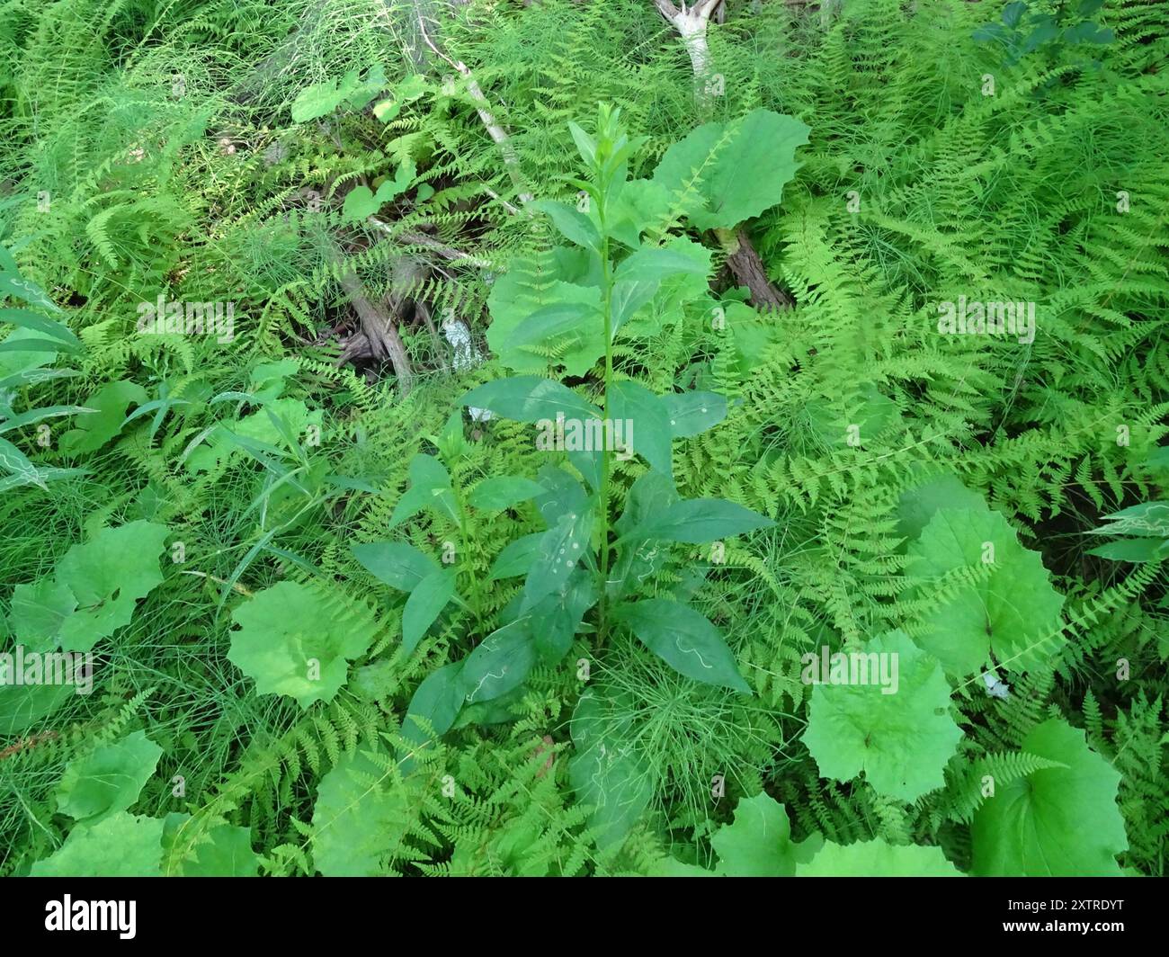 Swamp Goldenrod (Solidago patula) Plantae Stock Photo - Alamy