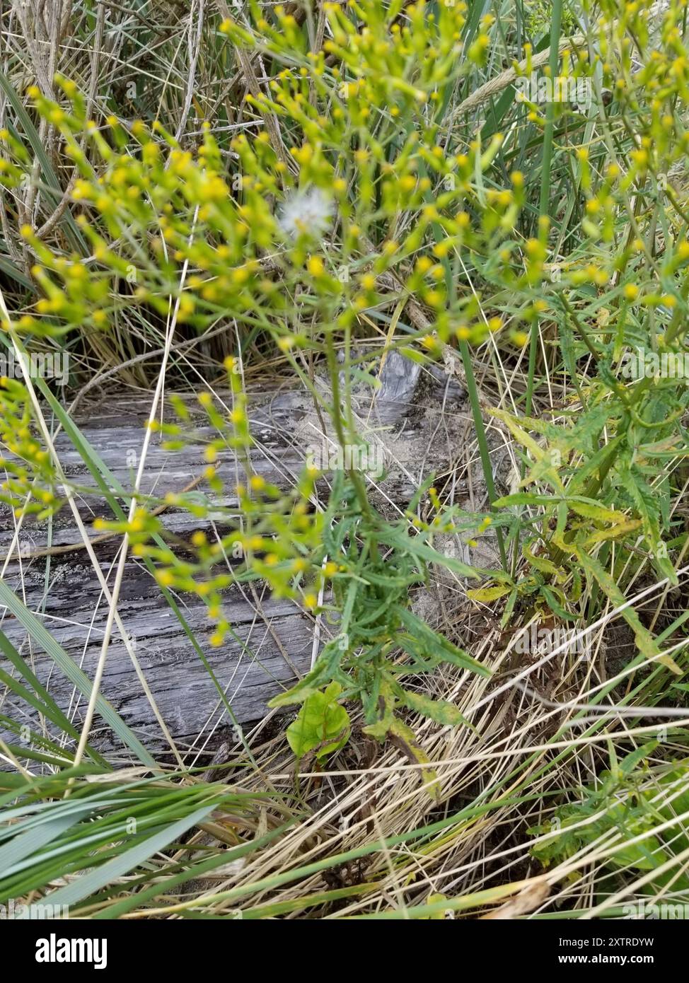 coastal burnweed (Senecio minimus) Plantae Stock Photo - Alamy