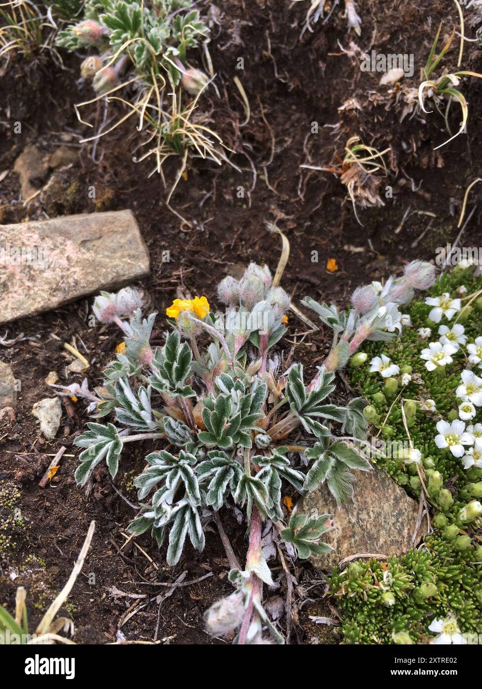 Early Cinquefoil (Potentilla concinna) Plantae Stock Photo - Alamy