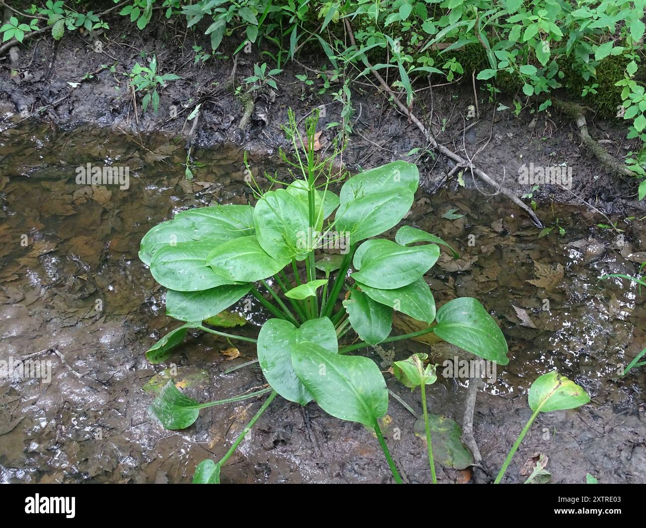 american water-plantain (Alisma subcordatum) Plantae Stock Photo - Alamy
