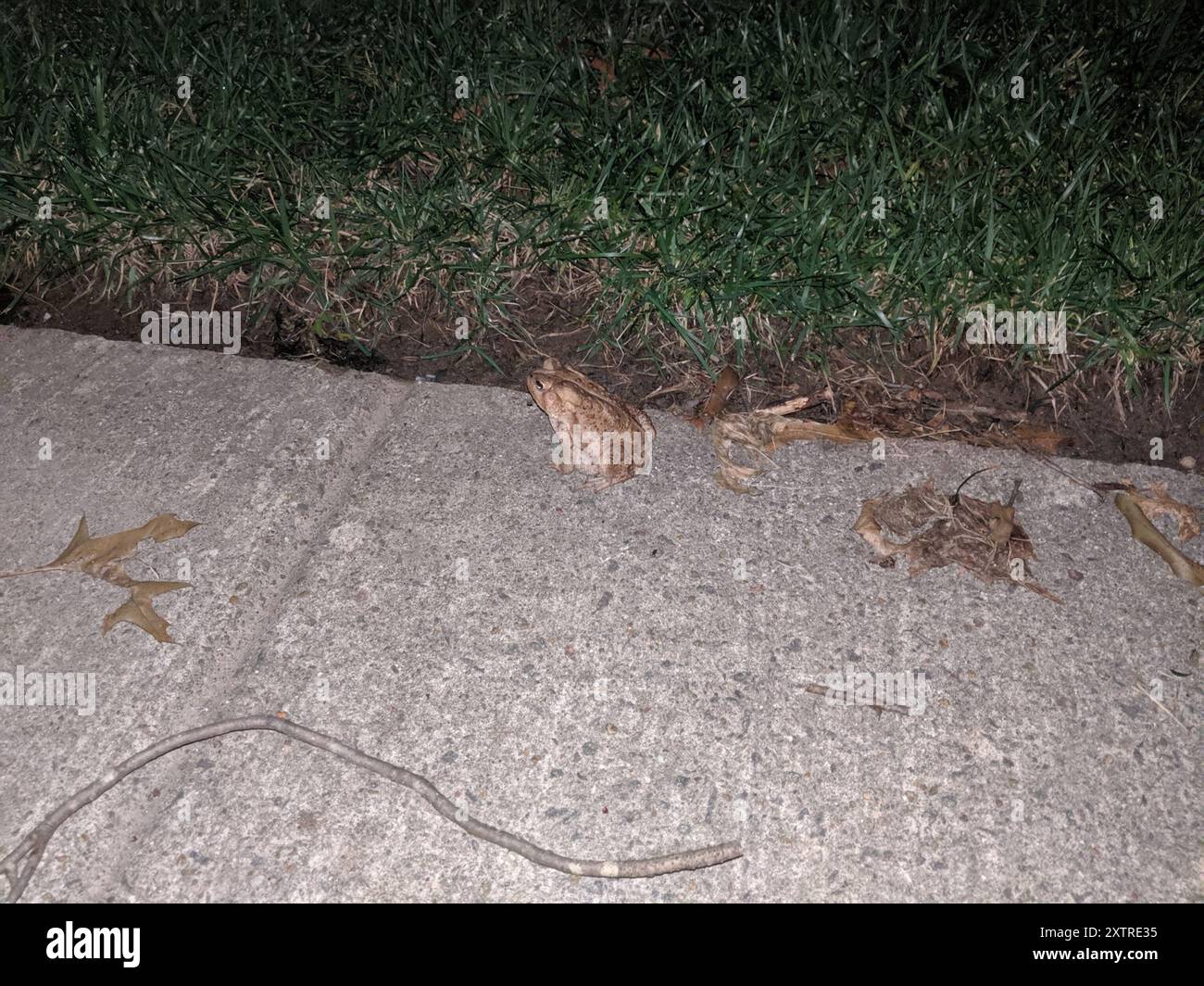 Eastern American Toad (Anaxyrus americanus americanus) Amphibia Stock ...