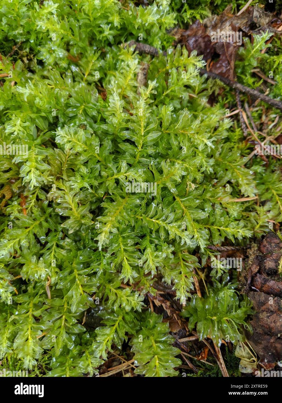 Badge Moss (Plagiomnium insigne) Plantae Stock Photo - Alamy