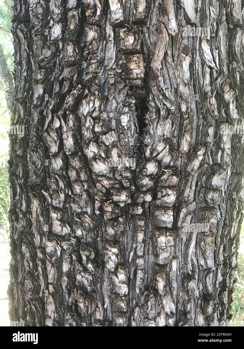 alligator juniper (Juniperus deppeana) Plantae Stock Photo - Alamy