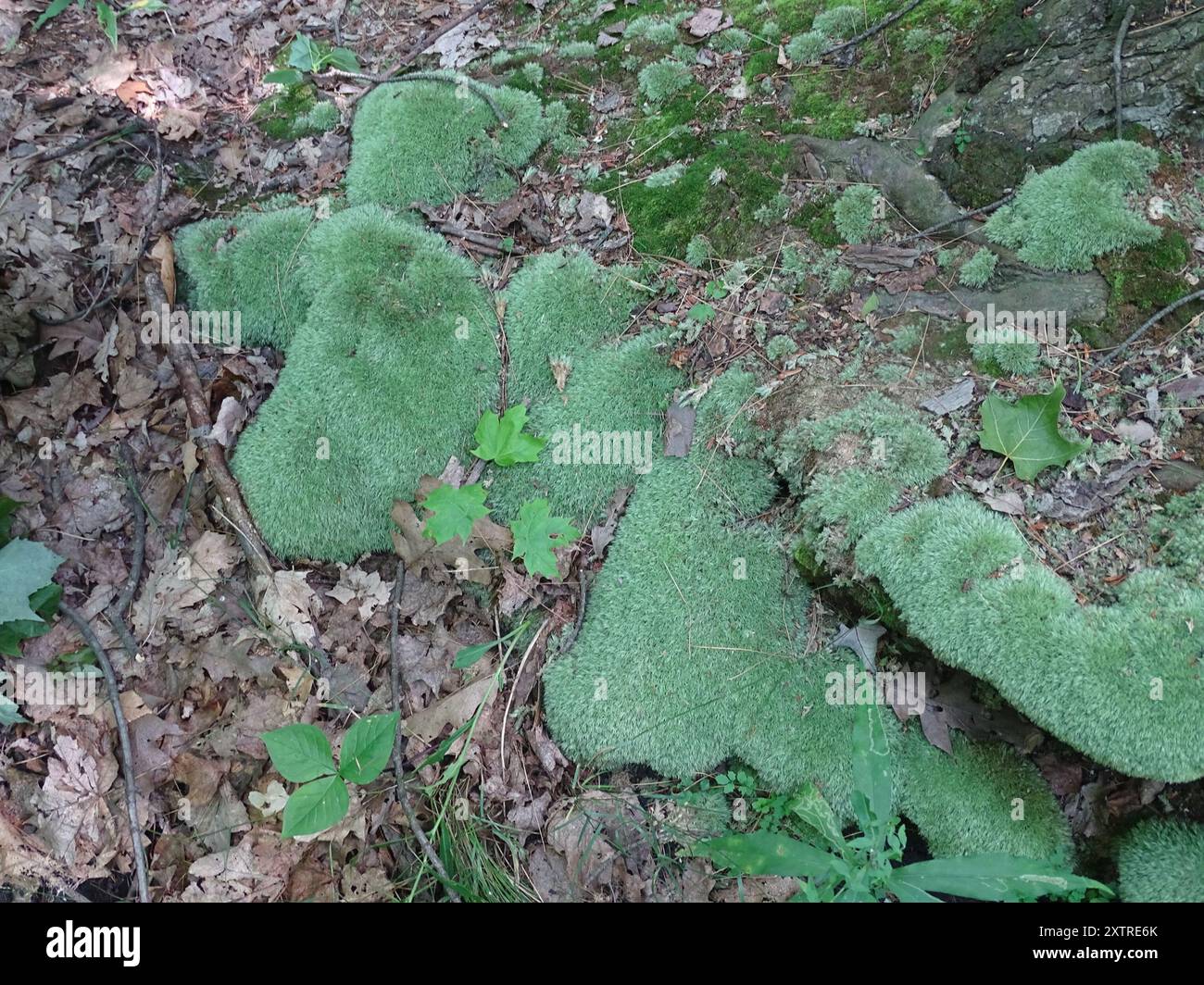 Pincushion Moss (Leucobryum glaucum) Plantae Stock Photo - Alamy