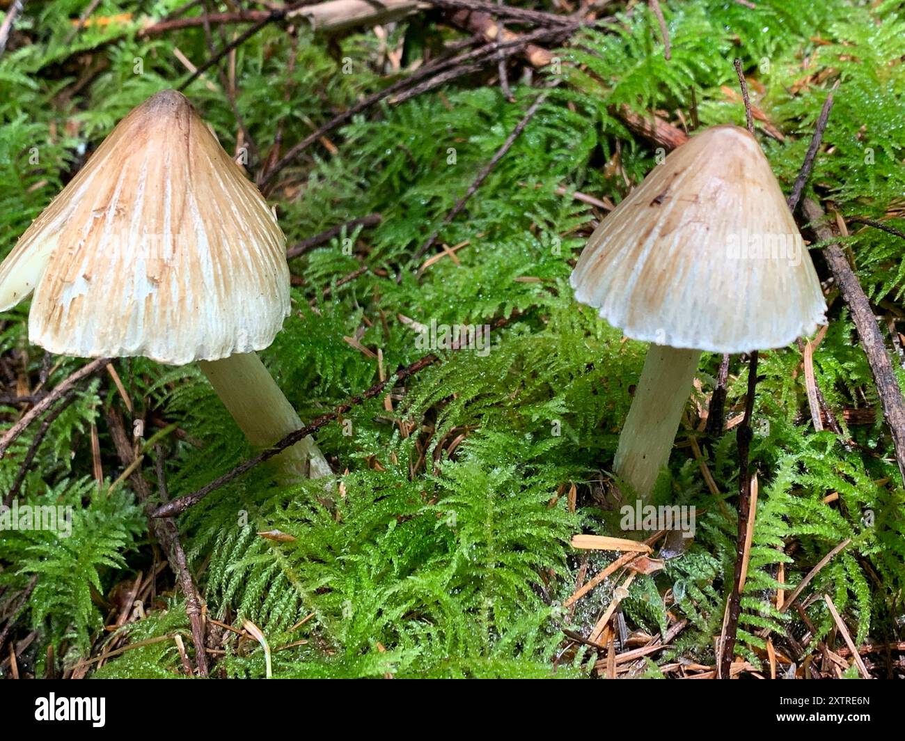 split fibrecap (Pseudosperma rimosum) Fungi Stock Photo - Alamy