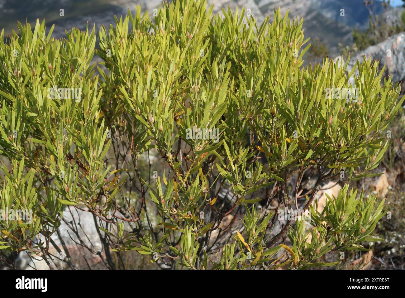 Gumleaf Conebush (Leucadendron eucalyptifolium) Plantae Stock Photo - Alamy