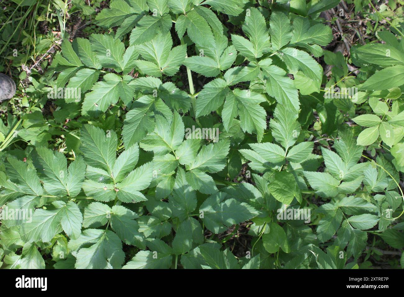 purple-stemmed angelica (Angelica atropurpurea) Plantae Stock Photo - Alamy