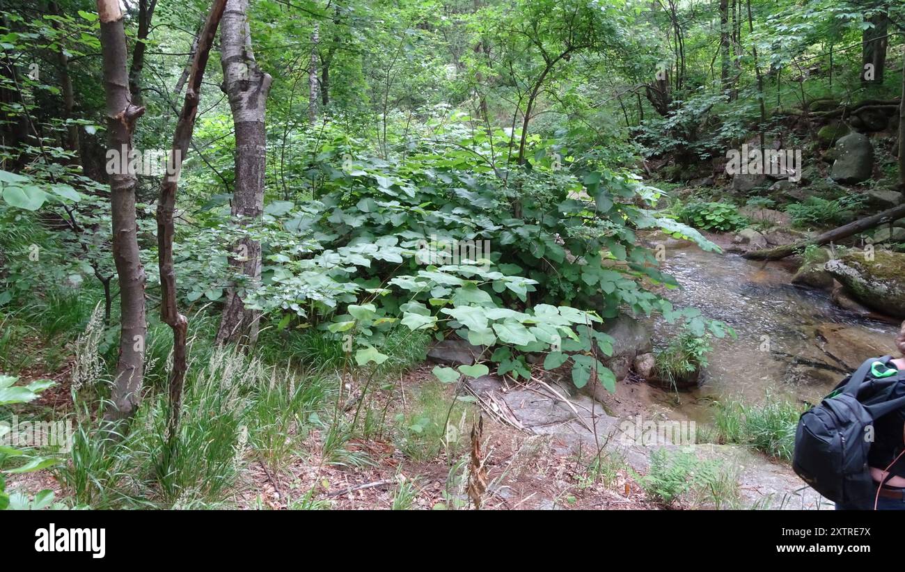 Giant Knotweed (Reynoutria sachalinensis) Plantae Stock Photo - Alamy