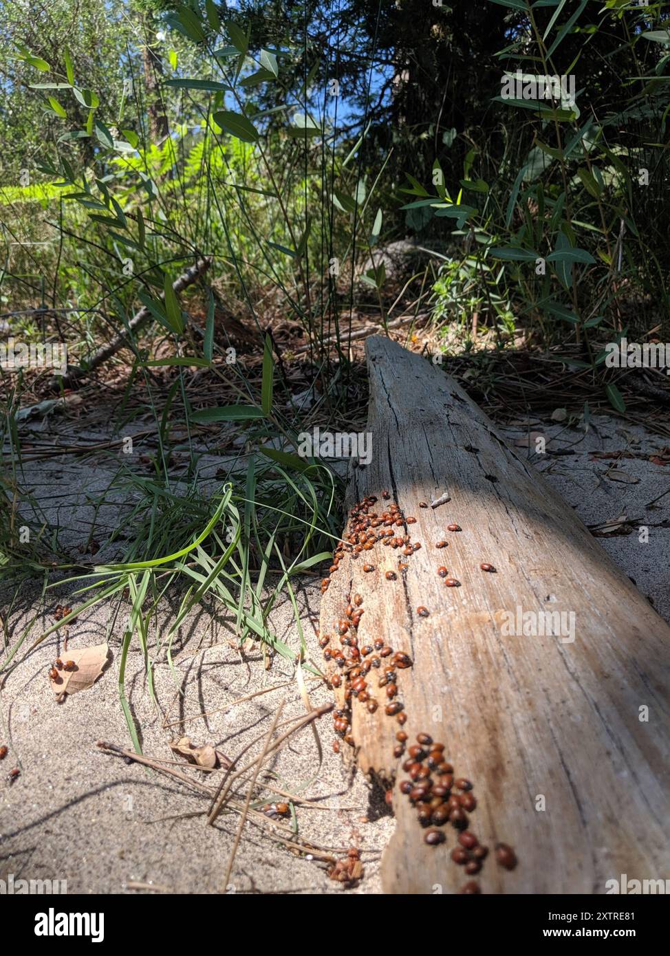 Convergent Lady Beetle (Hippodamia convergens) Insecta Stock Photo - Alamy