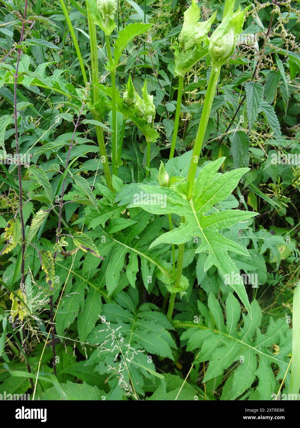 Cabbage Thistle (Cirsium oleraceum) Plantae Stock Photo - Alamy