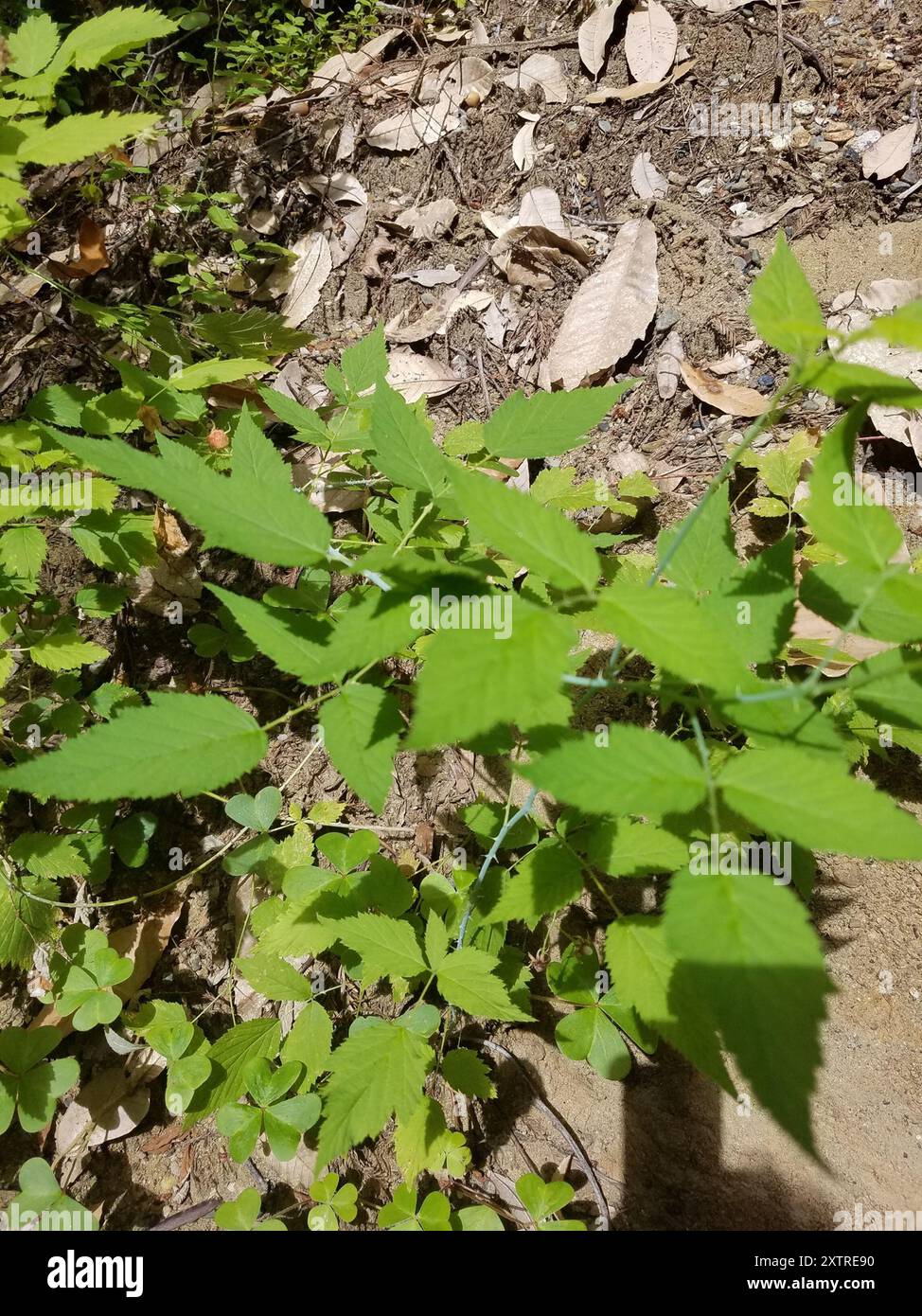 whitebark raspberry (Rubus leucodermis) Plantae Stock Photo - Alamy