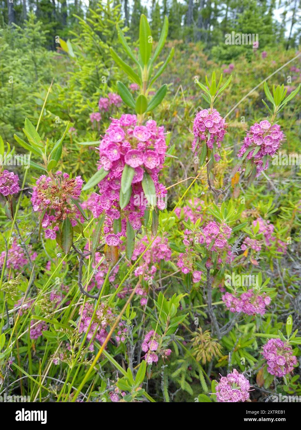 sheep laurel (Kalmia angustifolia) Plantae Stock Photo - Alamy