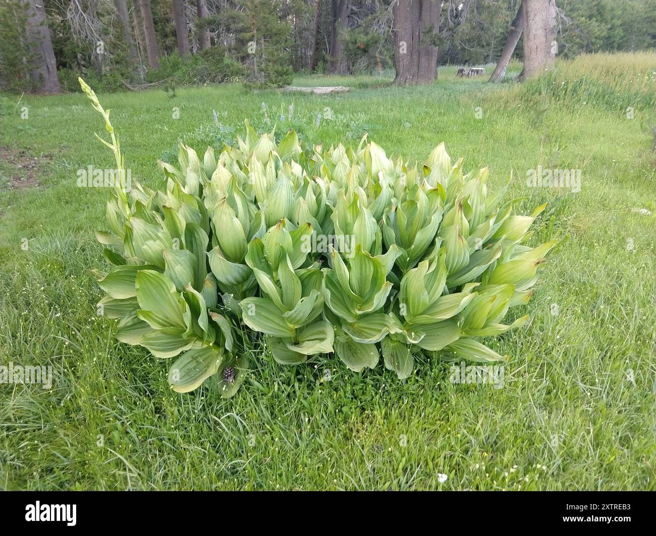Corn Lily (Veratrum californicum) Plantae Stock Photo - Alamy