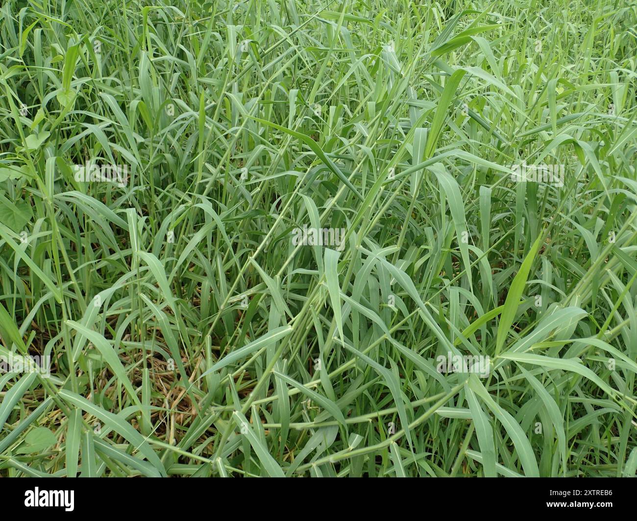 Para Grass (Urochloa mutica) Plantae Stock Photo - Alamy
