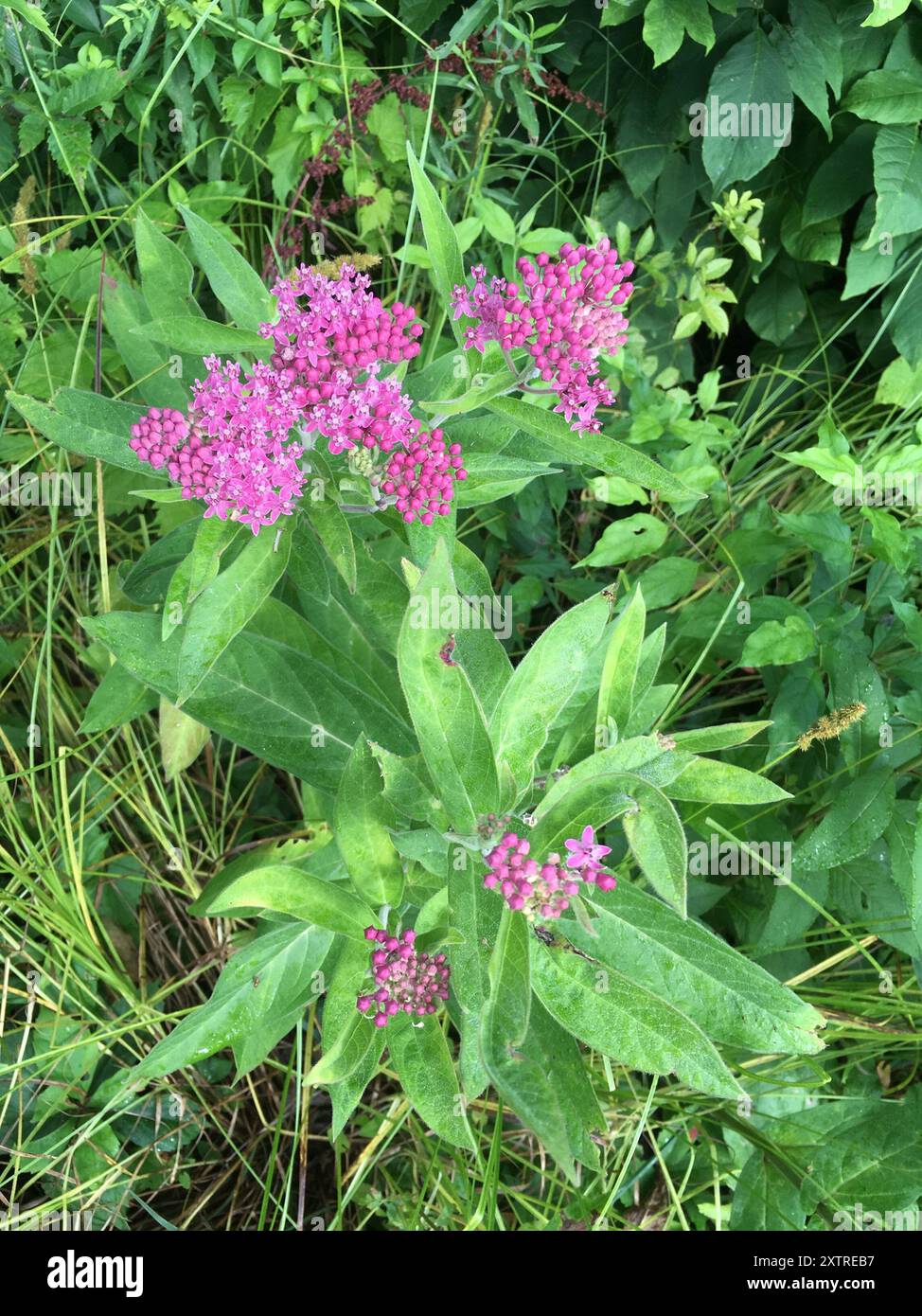 eastern swamp milkweed (Asclepias incarnata pulchra) Plantae Stock ...