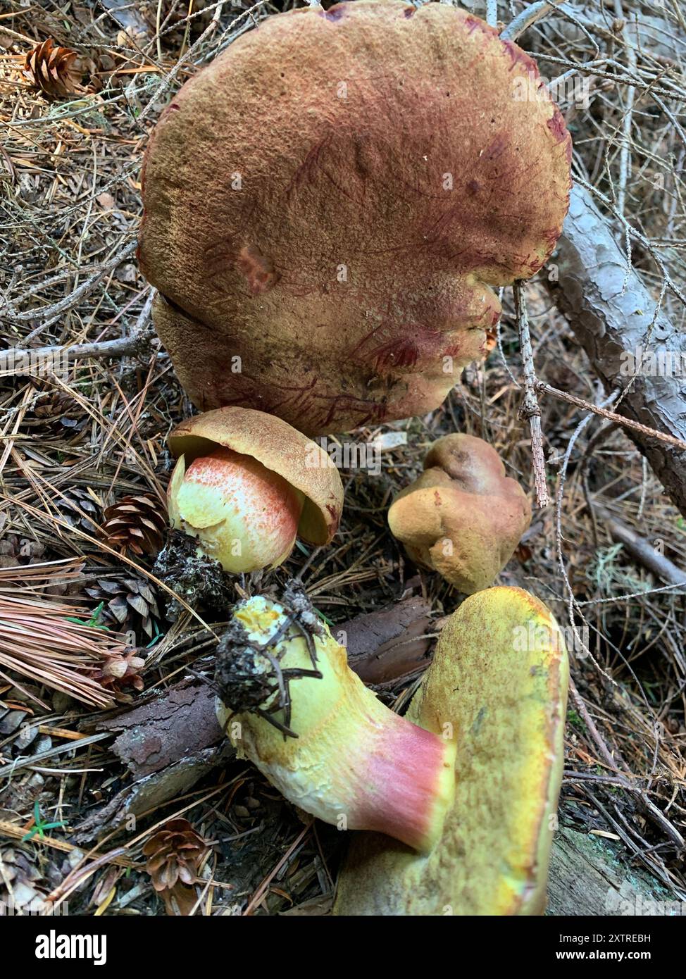 Smith's Bolete (Boletus smithii) Fungi Stock Photo - Alamy