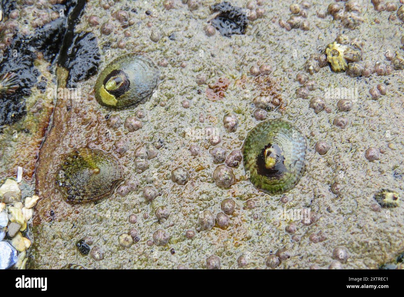 Gastropods (Gastropoda) Mollusca Stock Photo - Alamy