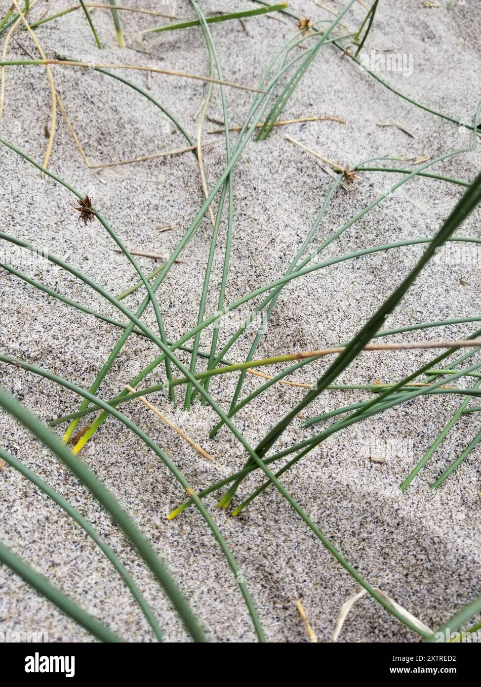 salt rush (Juncus breweri) Plantae Stock Photo - Alamy
