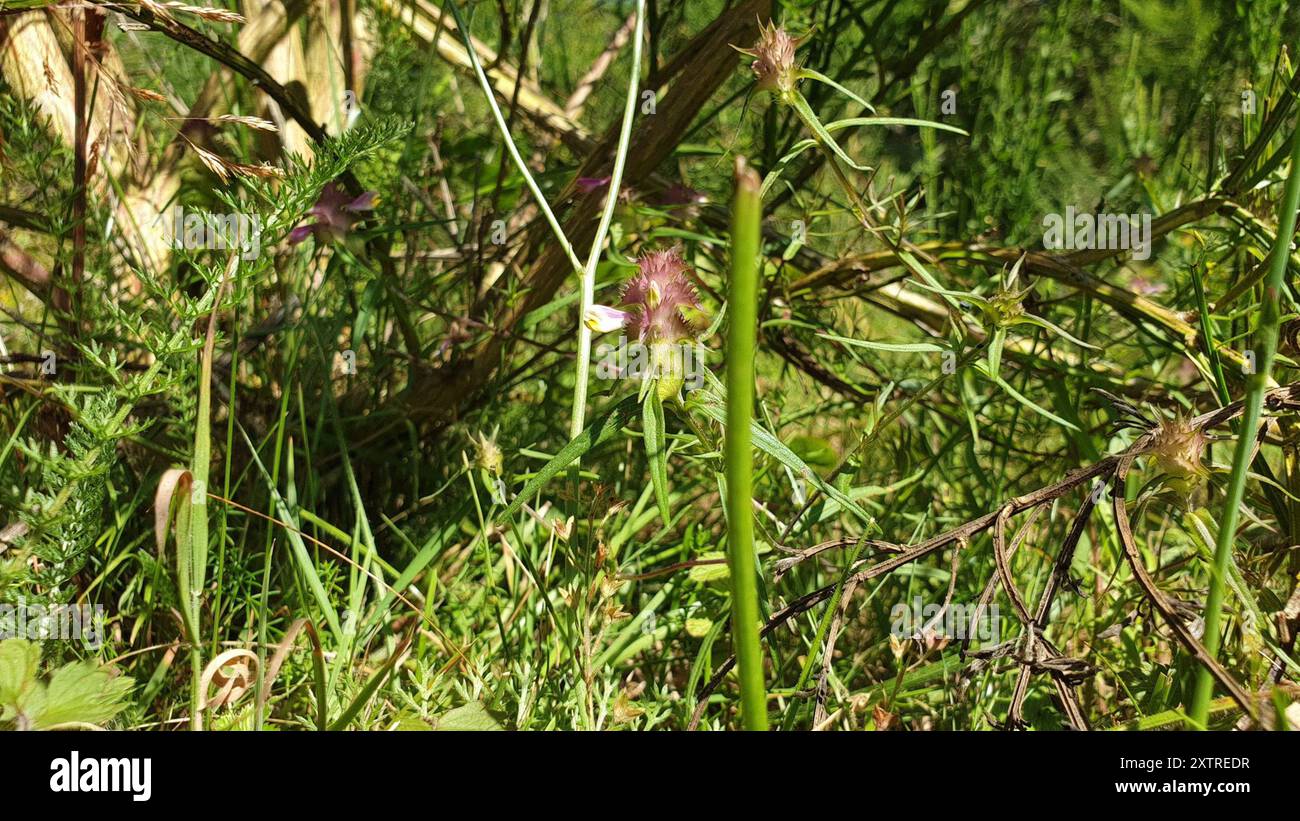 Crested Cow-wheat (Melampyrum cristatum) Plantae Stock Photo - Alamy