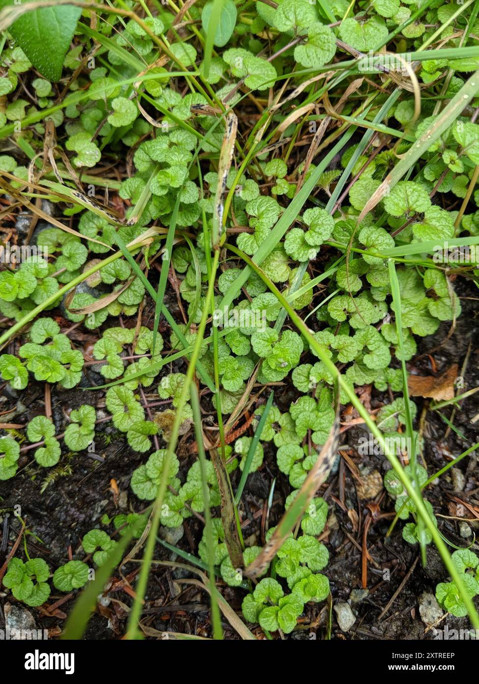 Slender speedwell (Veronica filiformis) Plantae Stock Photo - Alamy