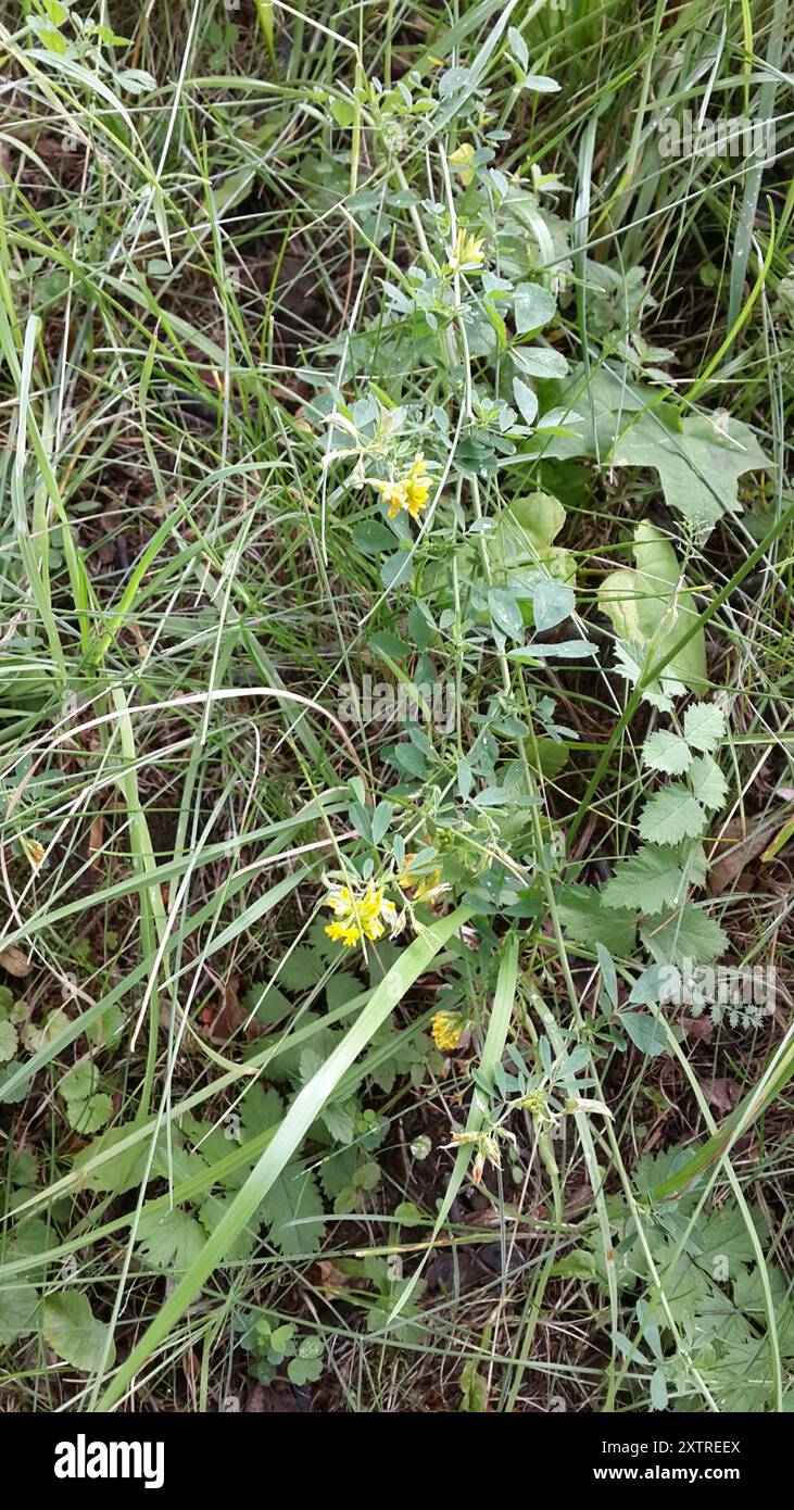 sickle alfalfa (Medicago falcata) Plantae Stock Photo - Alamy