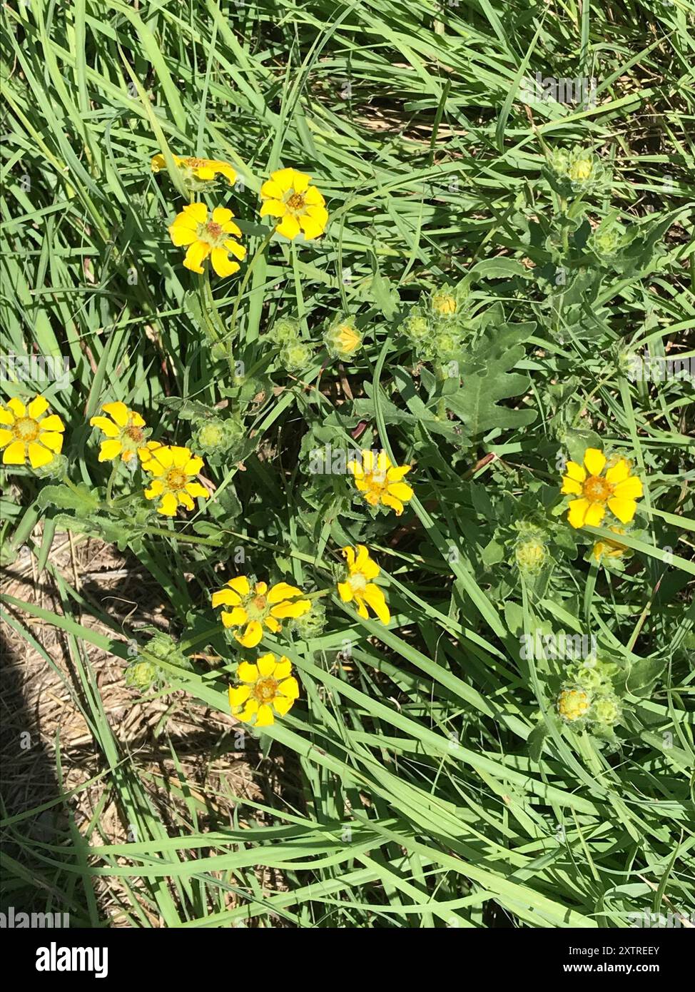Engelmann daisy (Engelmannia peristenia) Plantae Stock Photo - Alamy