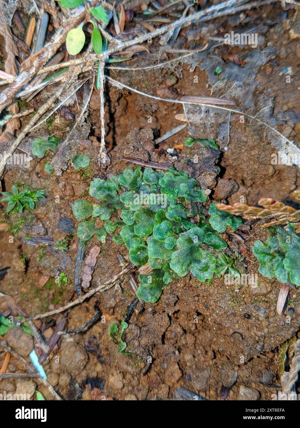 Complex thallose liverworts (Marchantiales) Plantae Stock Photo - Alamy