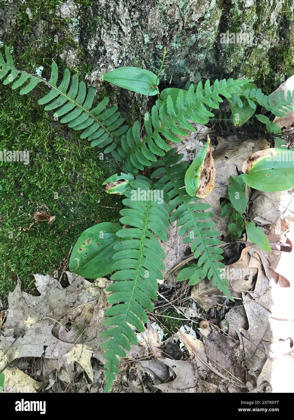 rock polypody (Polypodium virginianum) Plantae Stock Photo - Alamy