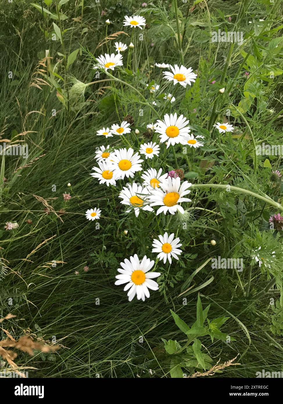 oxeye daisy (Leucanthemum vulgare) Plantae Stock Photo - Alamy