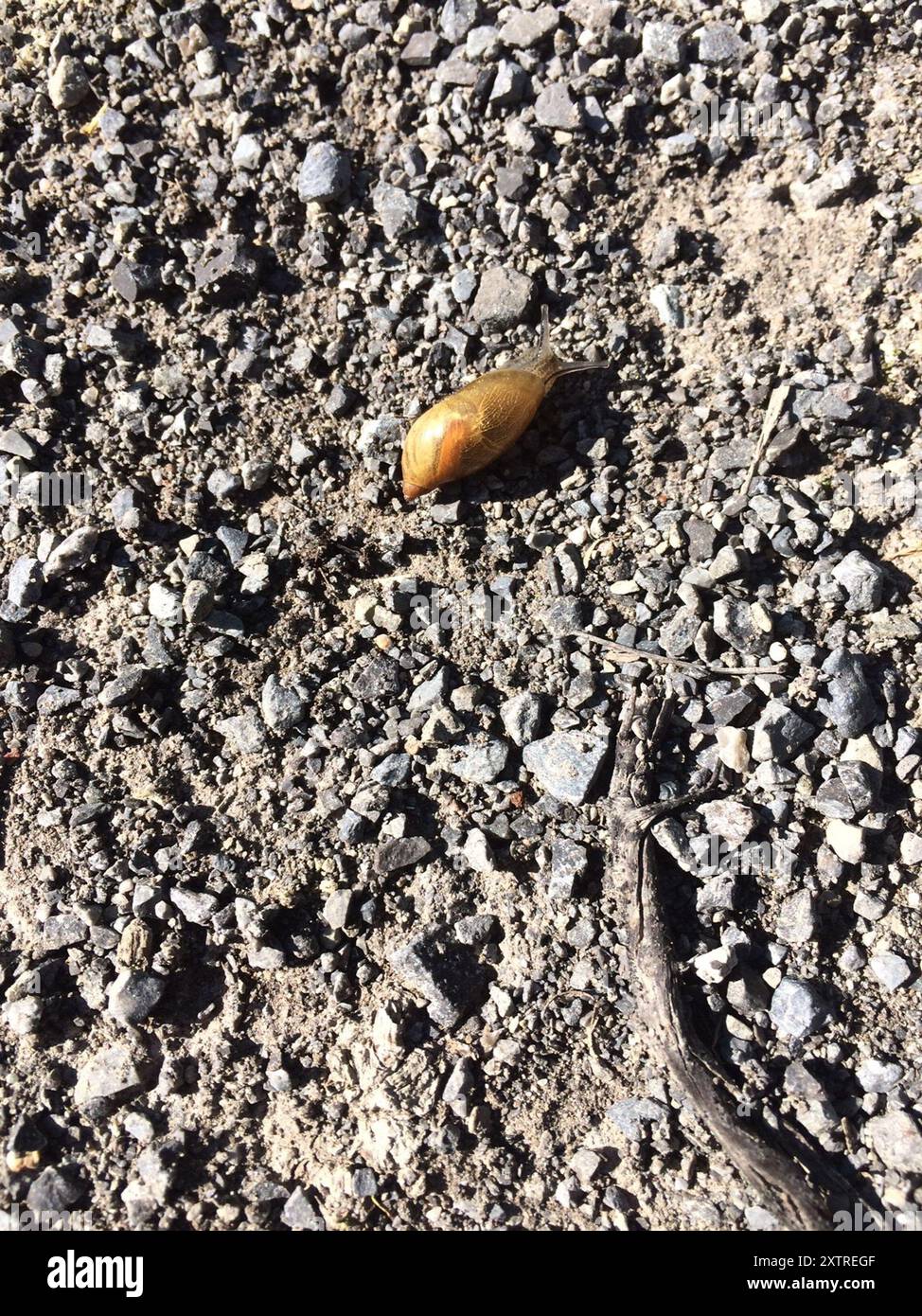 Amber Snails (Succineidae) Mollusca Stock Photo - Alamy