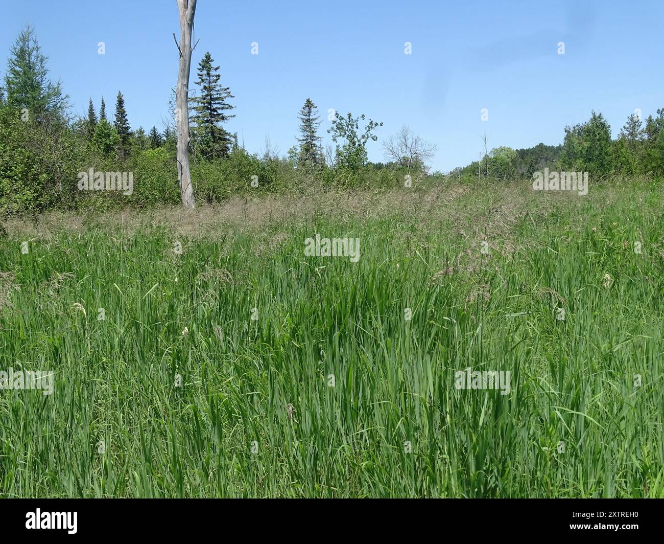 canadian bluejoint (Calamagrostis canadensis) Plantae Stock Photo - Alamy