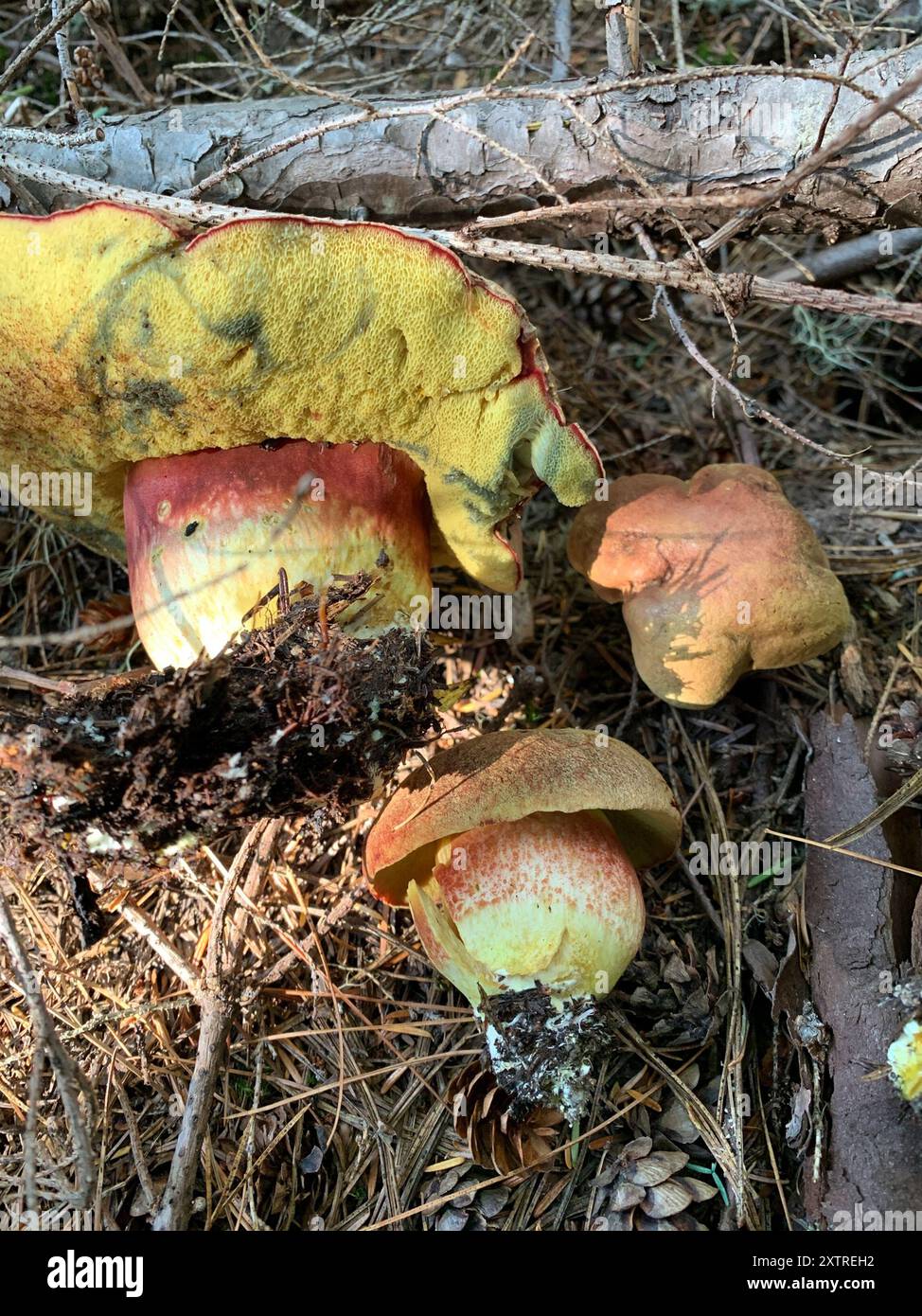 Smith's Bolete (Boletus smithii) Fungi Stock Photo - Alamy