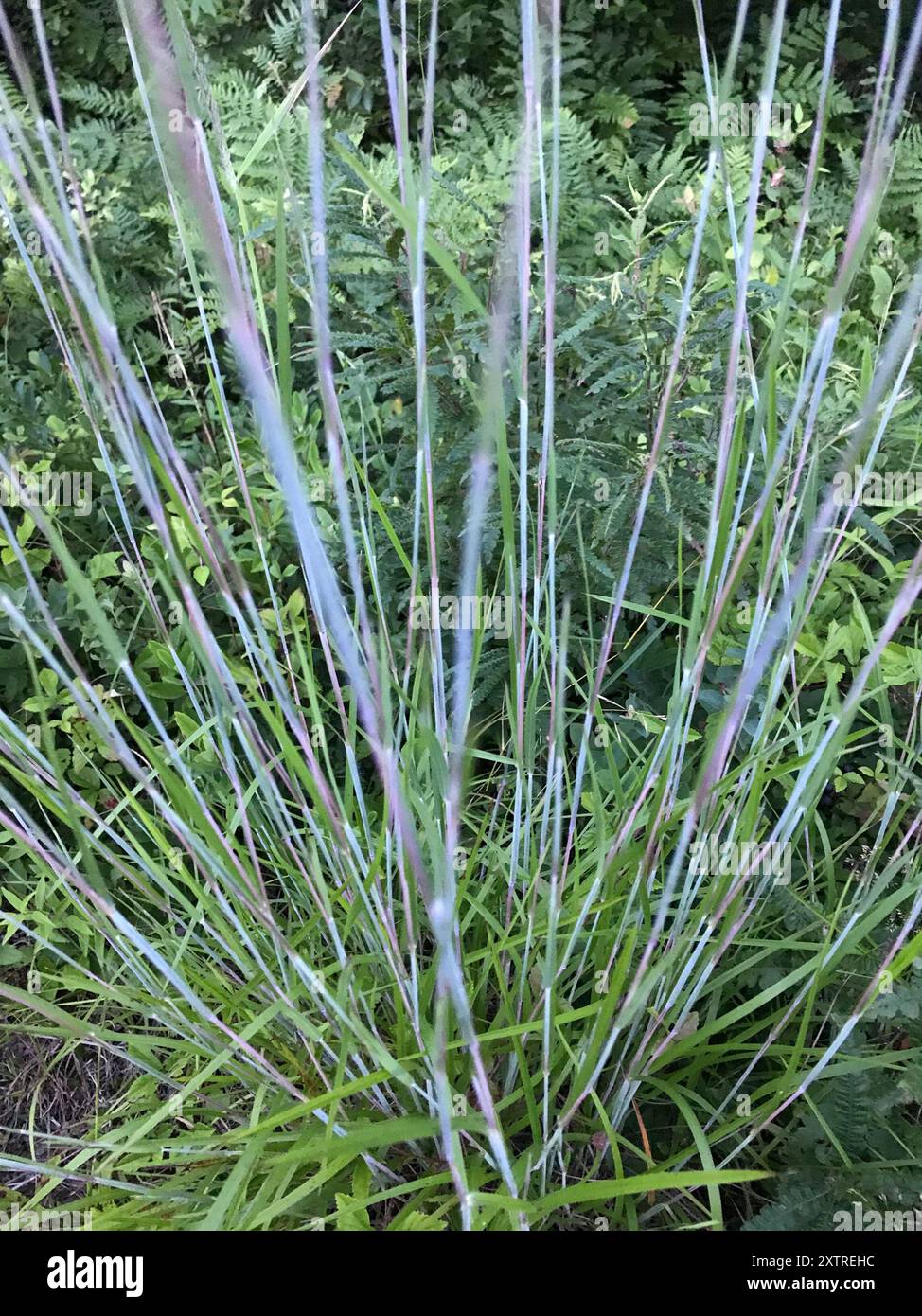 little bluestem (Schizachyrium scoparium) Plantae Stock Photo - Alamy