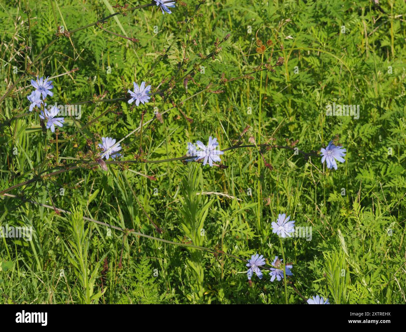 chicory (Cichorium intybus) Plantae Stock Photo - Alamy