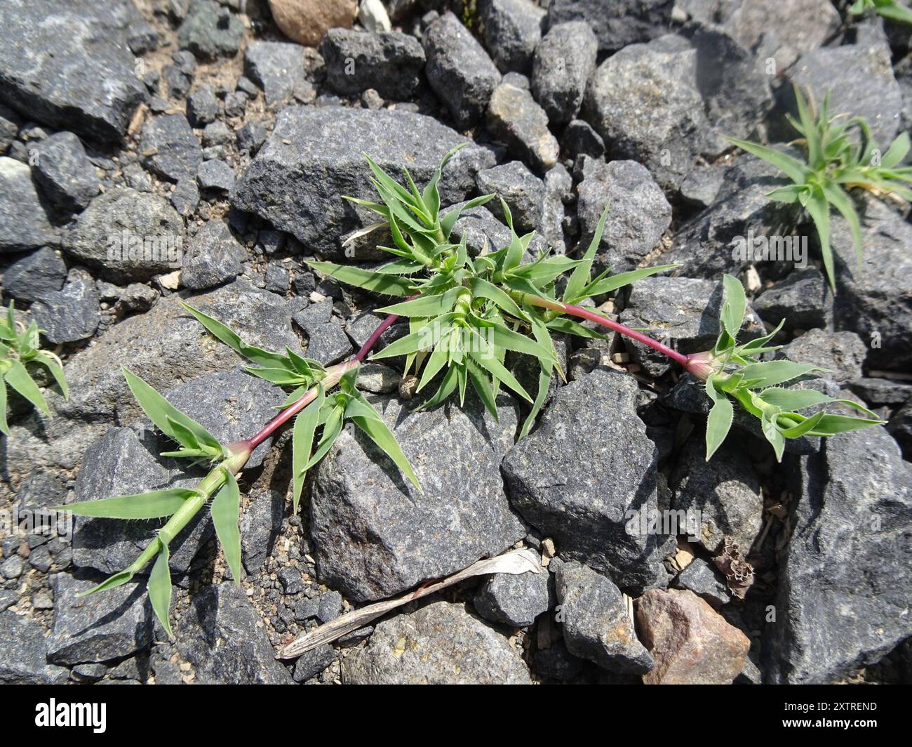 European Bur-grass (Tragus racemosus) Plantae Stock Photo - Alamy