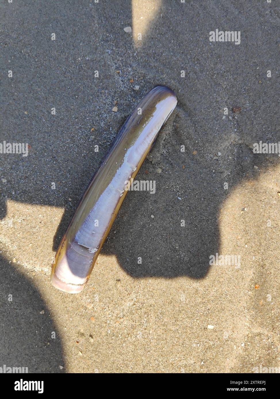 Atlantic Jackknife (Ensis leei) Mollusca Stock Photo - Alamy