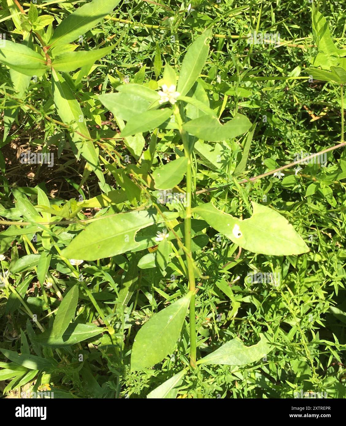 Alligatorweed (Alternanthera philoxeroides) Plantae Stock Photo - Alamy