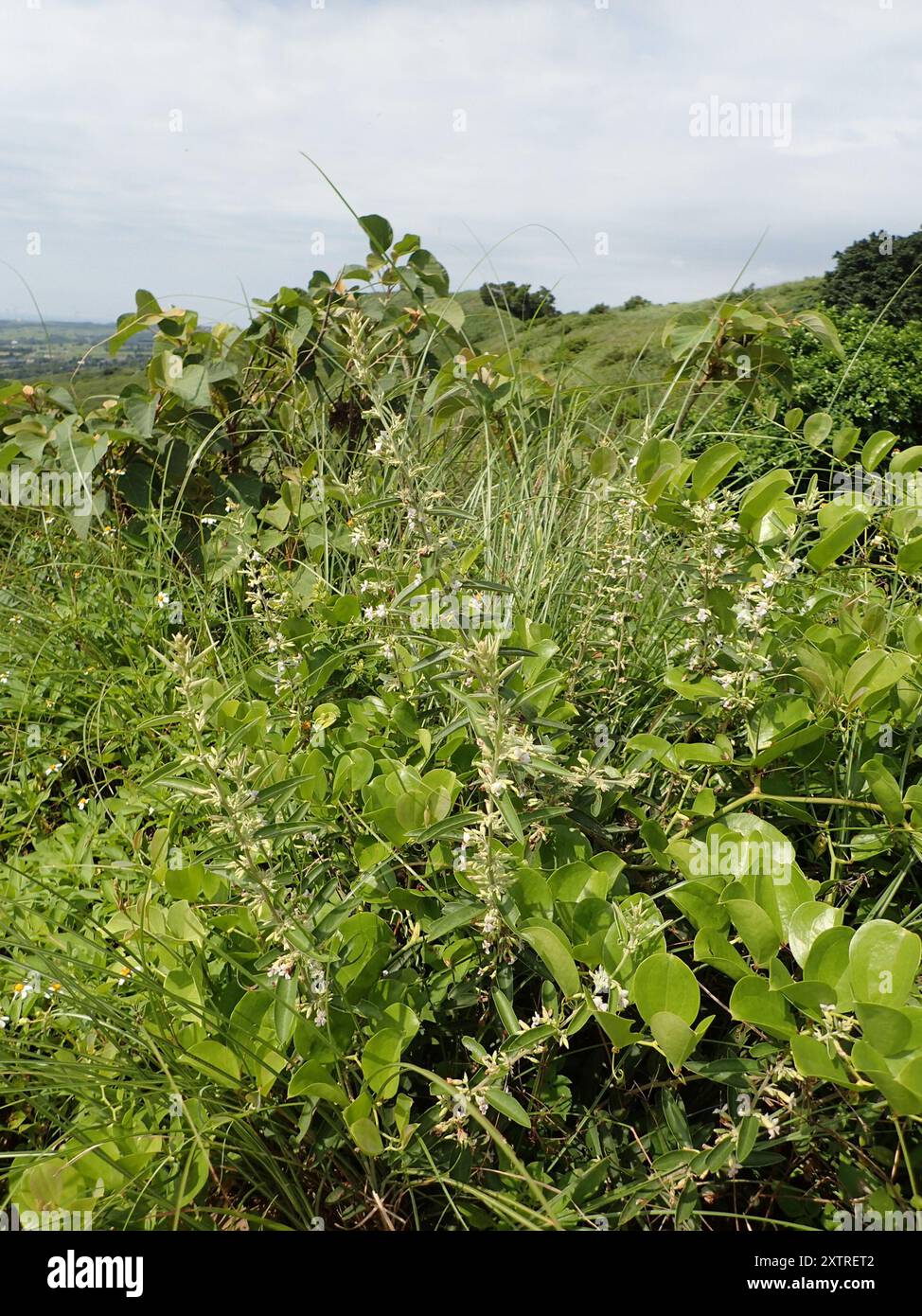 Narrow-leaved Screwtree (Helicteres angustifolia) Plantae Stock Photo ...