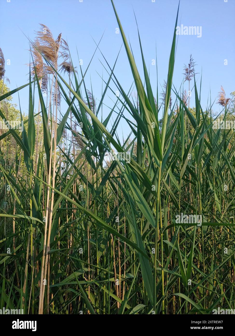 common reed (Phragmites australis) Plantae Stock Photo - Alamy