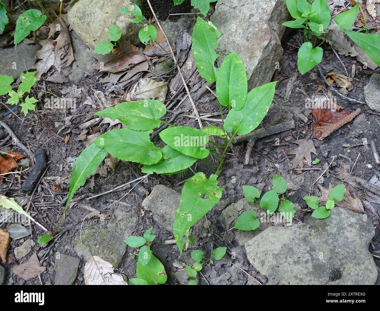 Arrow-leaved Aster (Symphyotrichum urophyllum) Plantae Stock Photo - Alamy