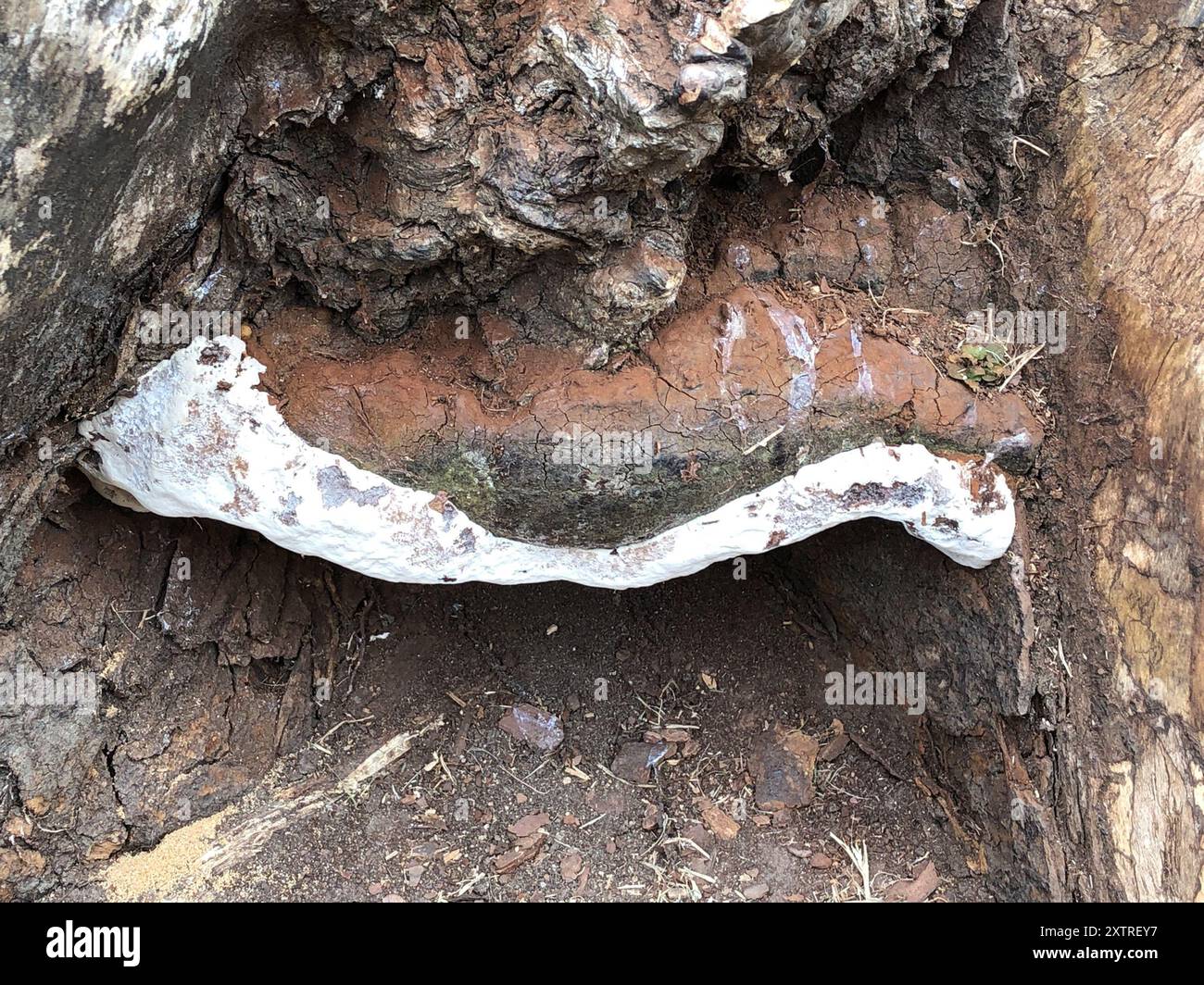 artist's bracket (Ganoderma applanatum) Fungi Stock Photo - Alamy
