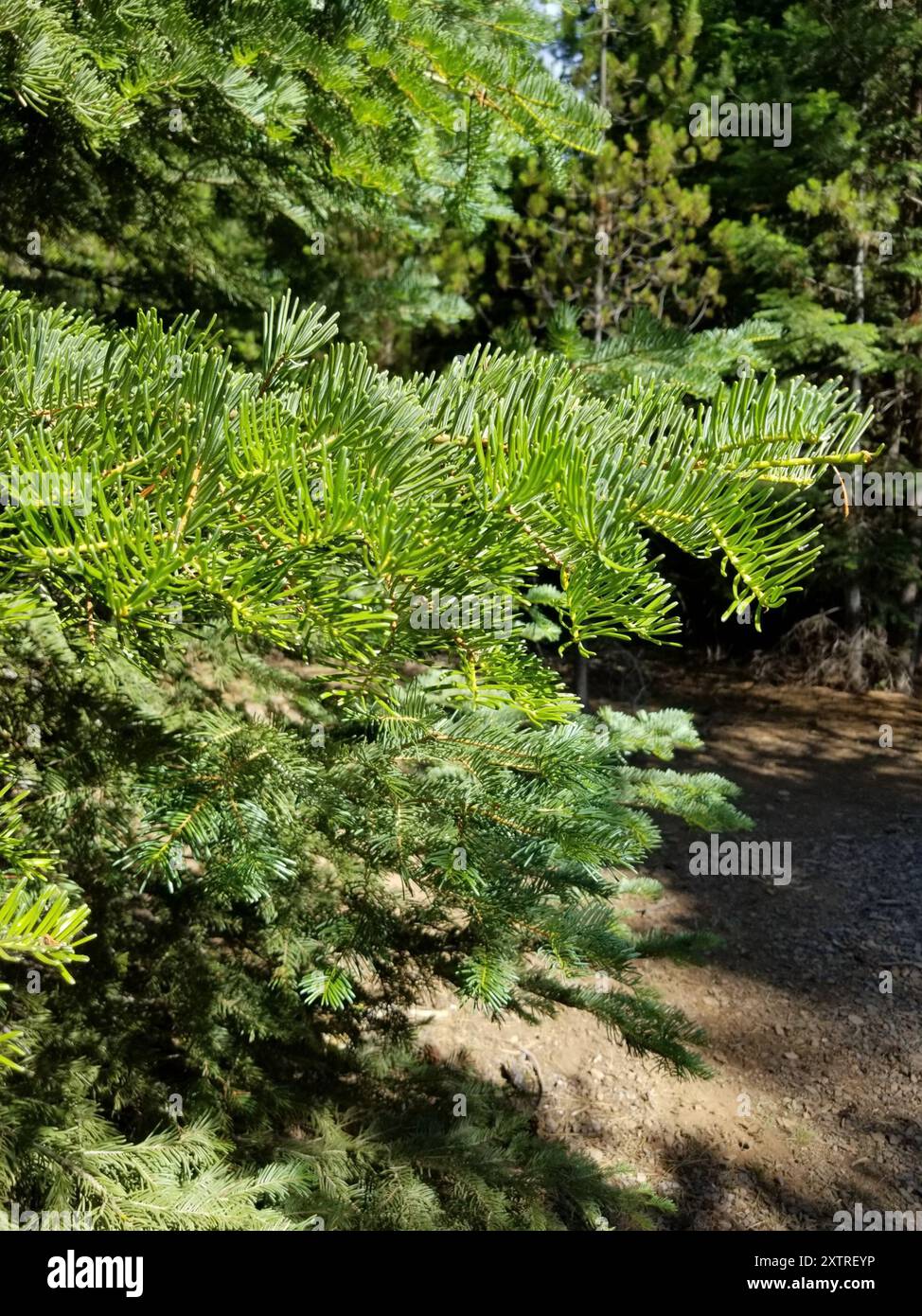 (Abies grandis × concolor) Plantae Stock Photo - Alamy