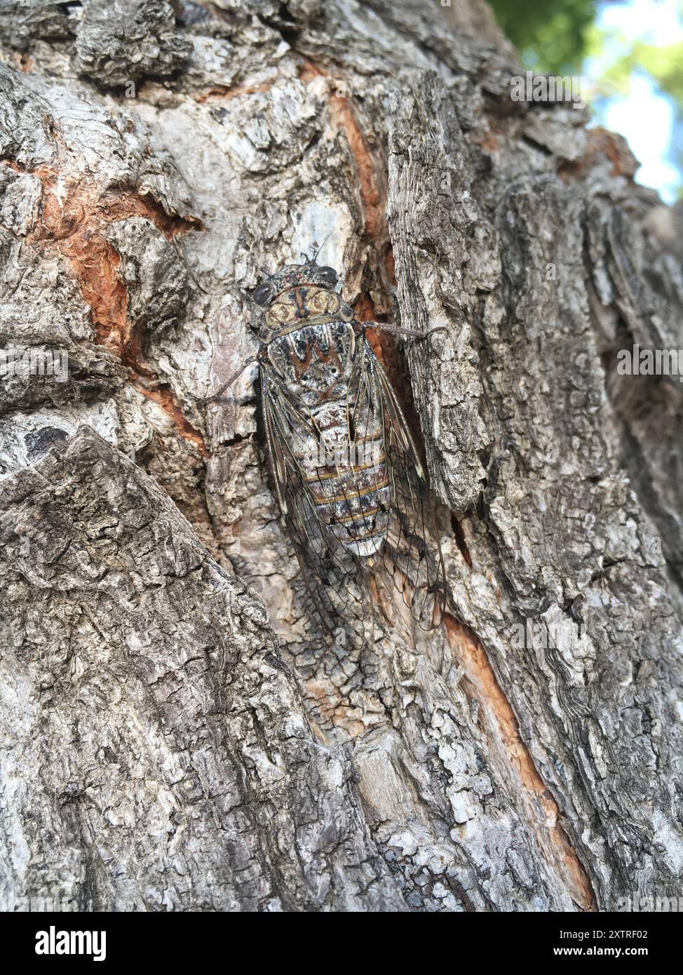 Ash Cicada (Cicada orni) Insecta Stock Photo - Alamy