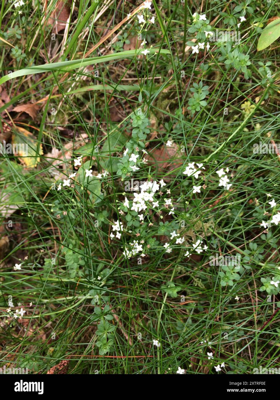 Heath Bedstraw (Galium saxatile) Plantae Stock Photo - Alamy
