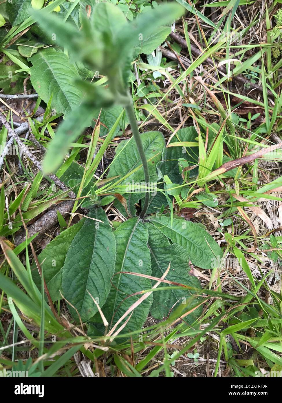 common elephant's-foot (Elephantopus tomentosus) Plantae Stock Photo ...
