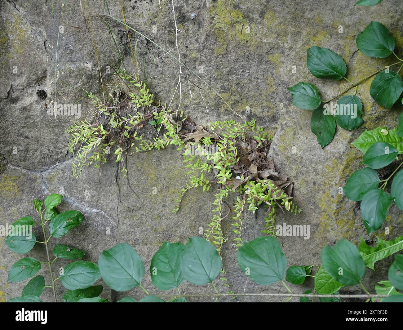 Stringy Stonecrop (Sedum sarmentosum) Plantae Stock Photo - Alamy