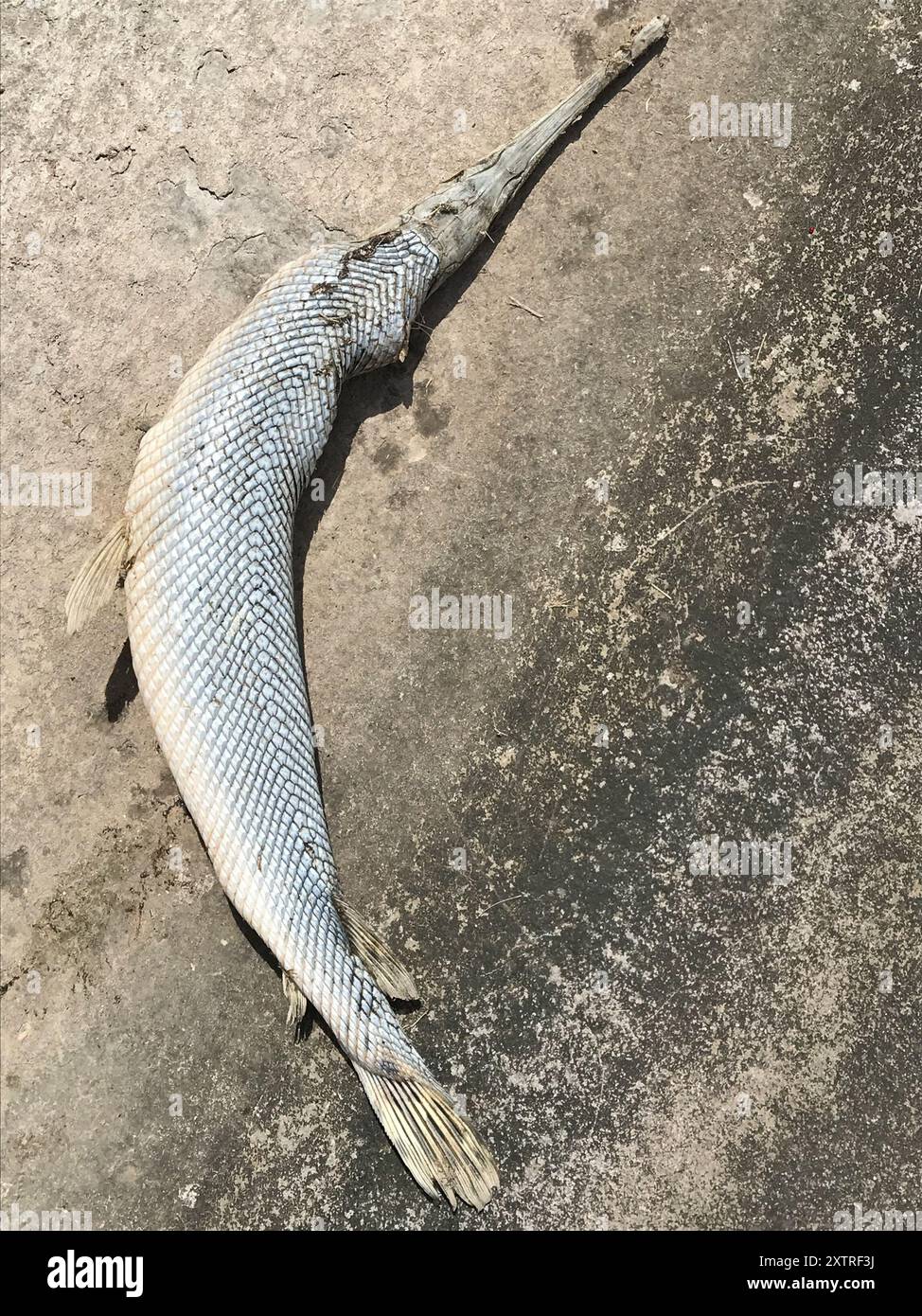 Longnose Gar (Lepisosteus osseus) Actinopterygii Stock Photo - Alamy